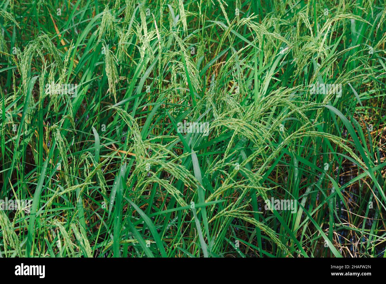 Gros plan de champs de riz vert jaune, paysage de plants de riz dans un ...