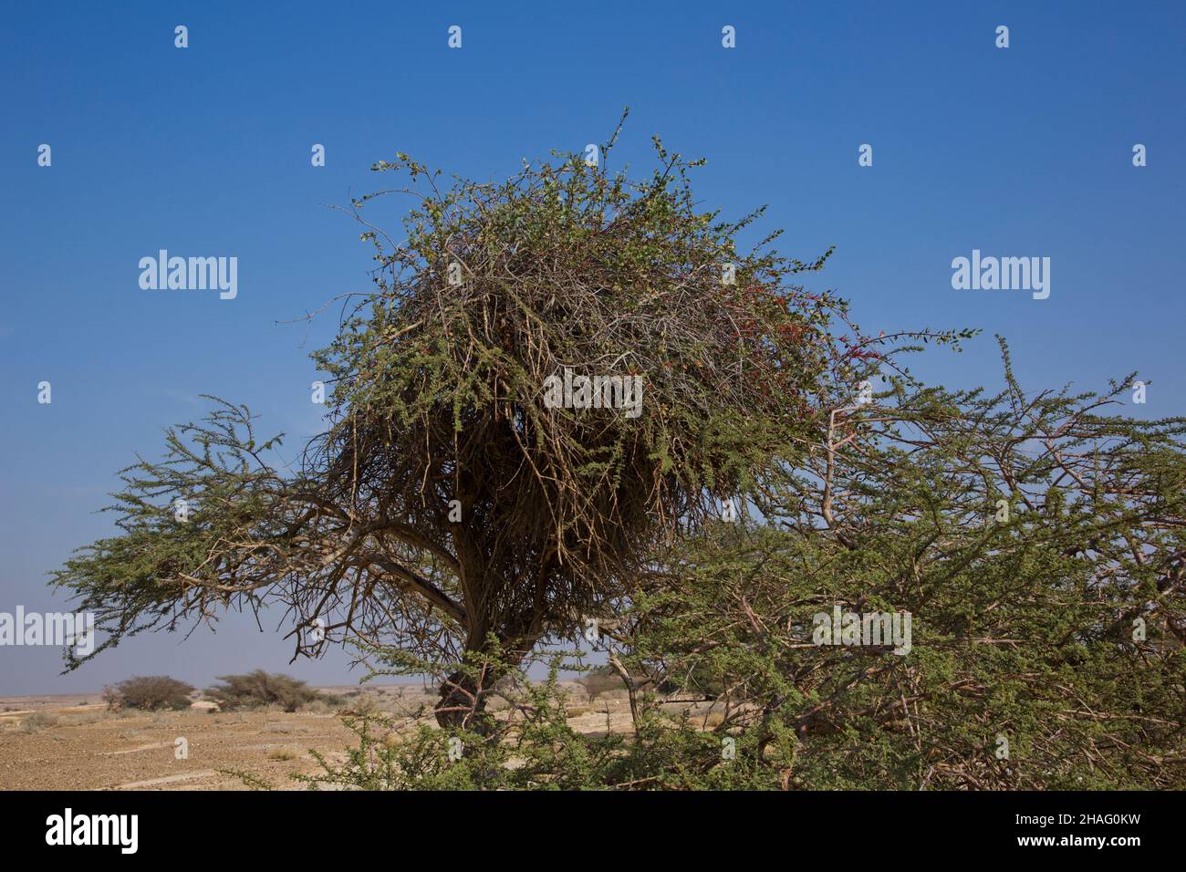 Loranthus acaciae Banque de photographies et d’images à haute ...