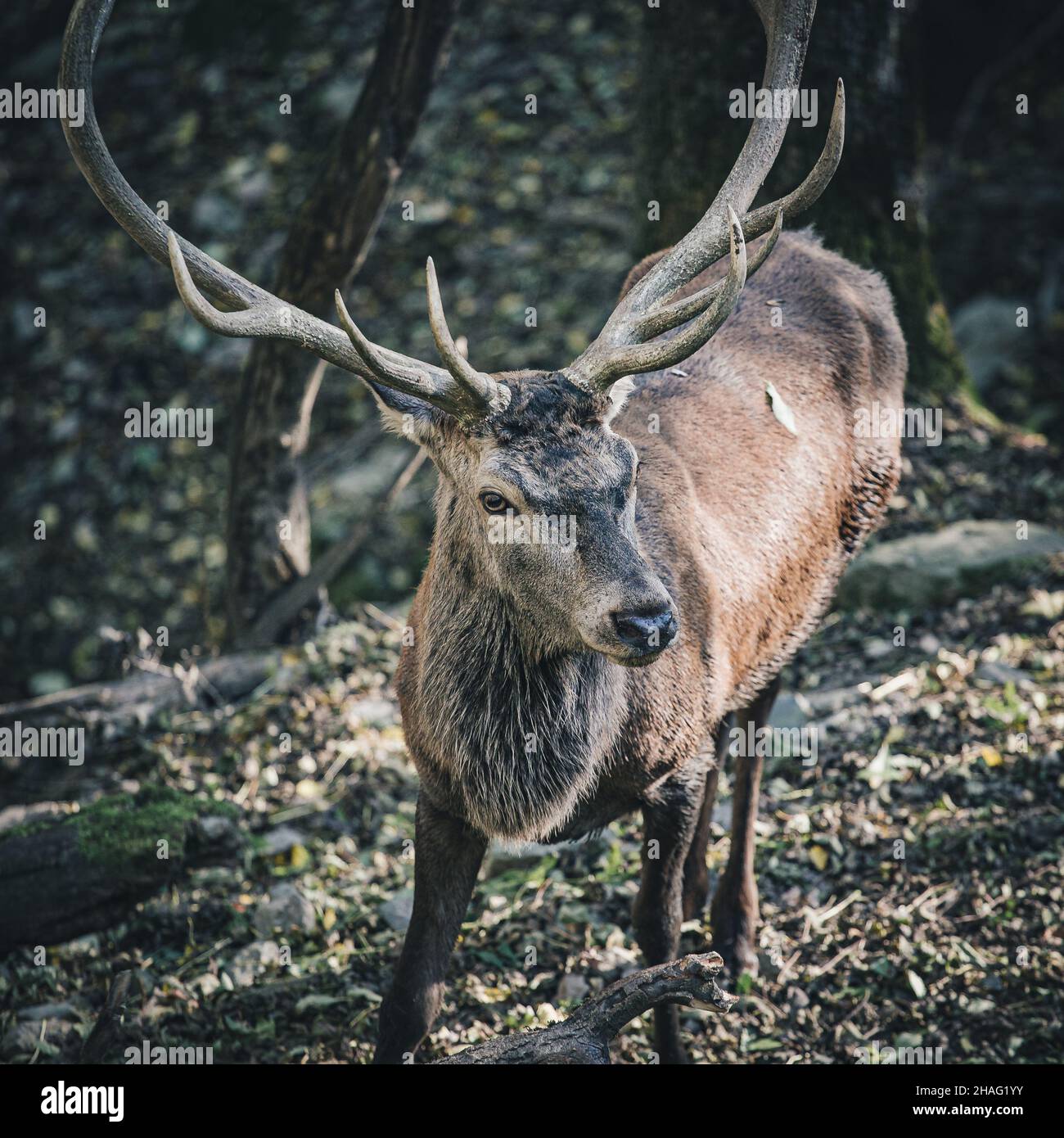 Cerf noble mâle brun en captivité avec de grandes cornes dans une ...