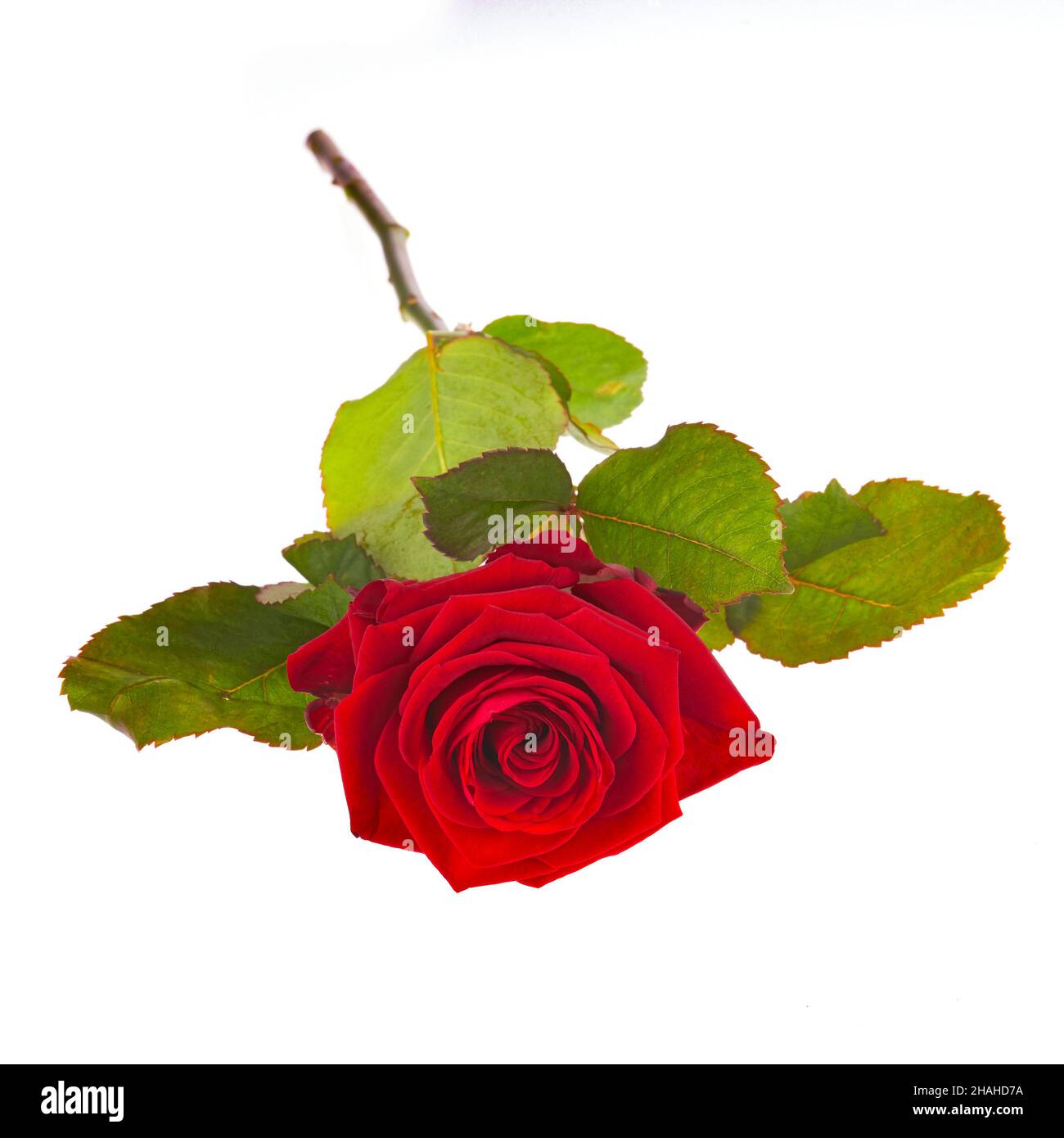 Rose rouge sur fond blanc Banque de photographies et d’images à haute ...