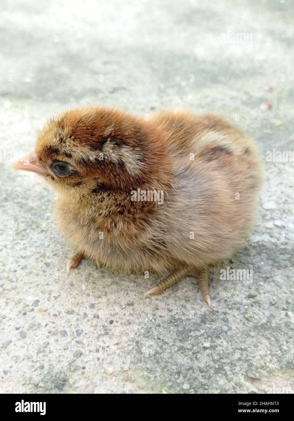 Poussin nouveau né Banque de photographies et d’images à haute ...