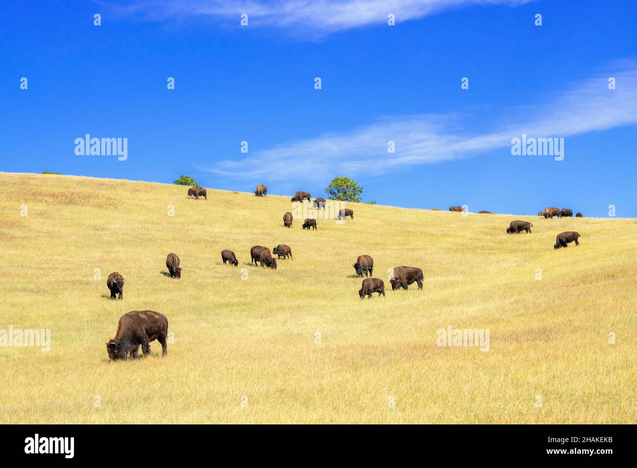 Bison des plaines bison bison bison dans la prairie Banque de ...