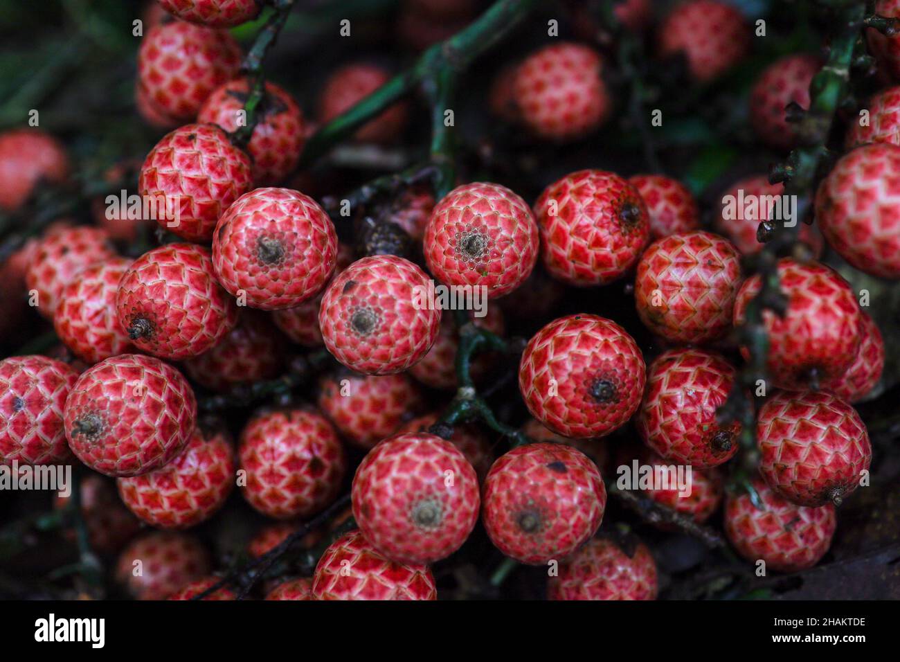 Fruit sauvage comestible Banque de photographies et d’images à haute ...
