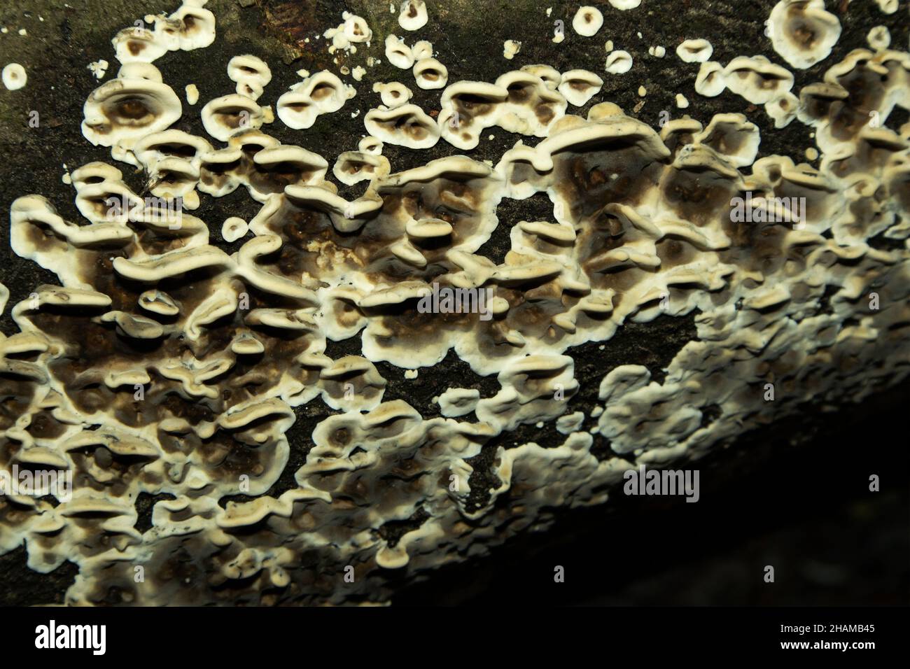 Reproduction Des Spores Banque d'image et photos - Alamy