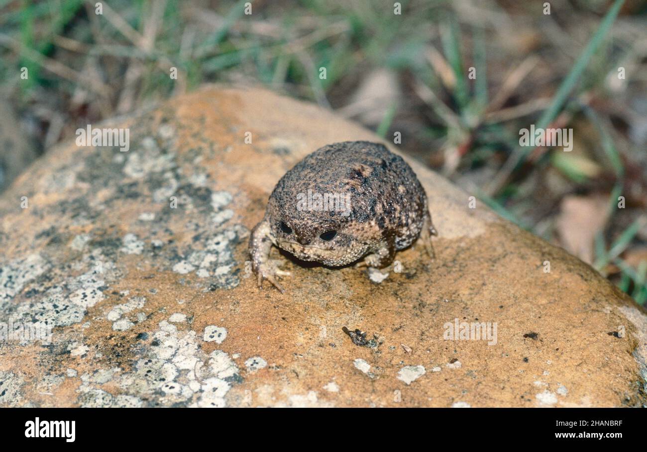 Rain frog Banque de photographies et d’images à haute résolution - Alamy