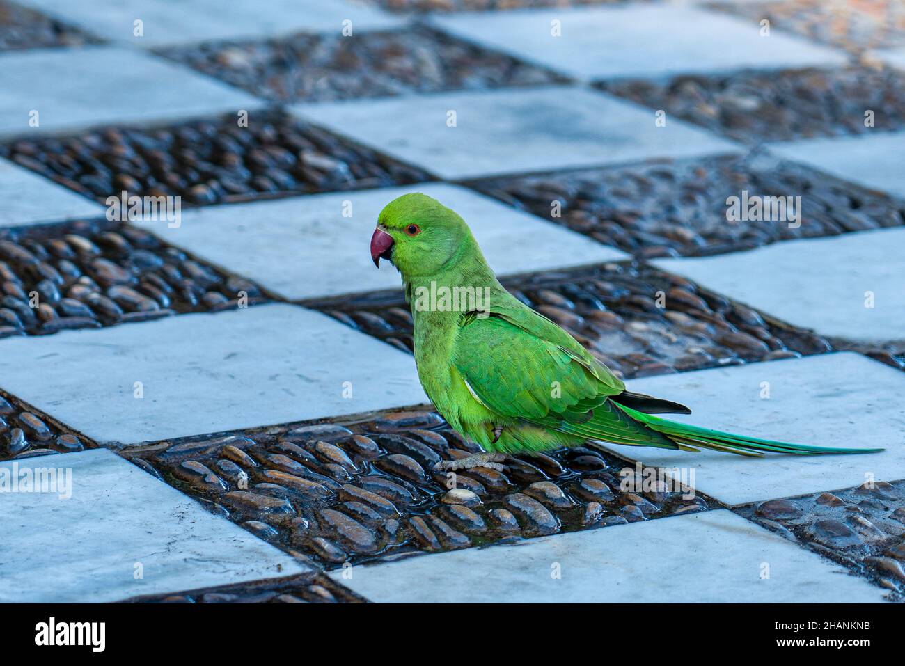 Rose apodaca Banque de photographies et d’images à haute résolution - Alamy