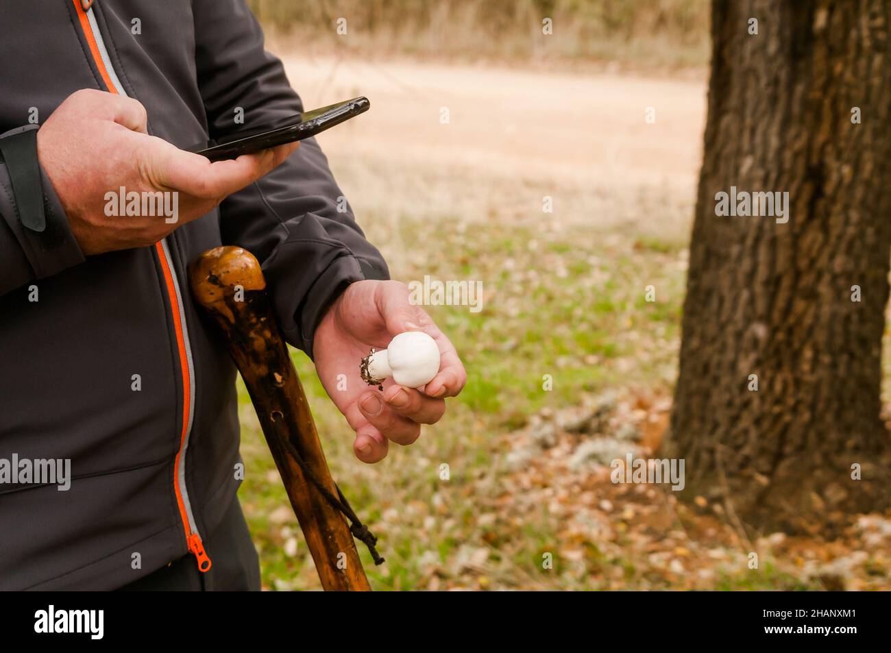 Champignon sauvage dans la main d'une personne qui identifie l'espèce ...