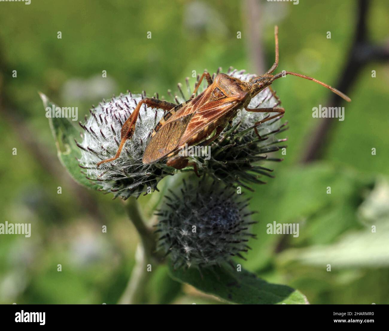 Gros plan d'un insecte de semence de conifères de l'Ouest sur un ...