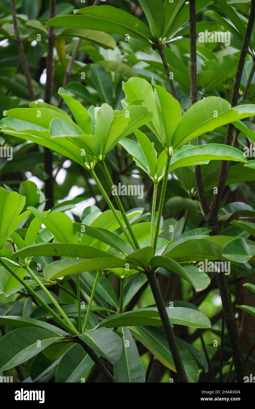 Alstonia scholaris (également appelé arbre de tableau noir, arbre du ...
