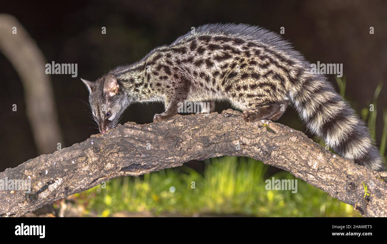 Genette commune Banque de photographies et d’images à haute résolution ...