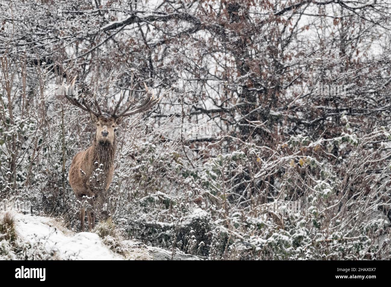 Cerf sous la neige Banque de photographies et d’images à haute ...