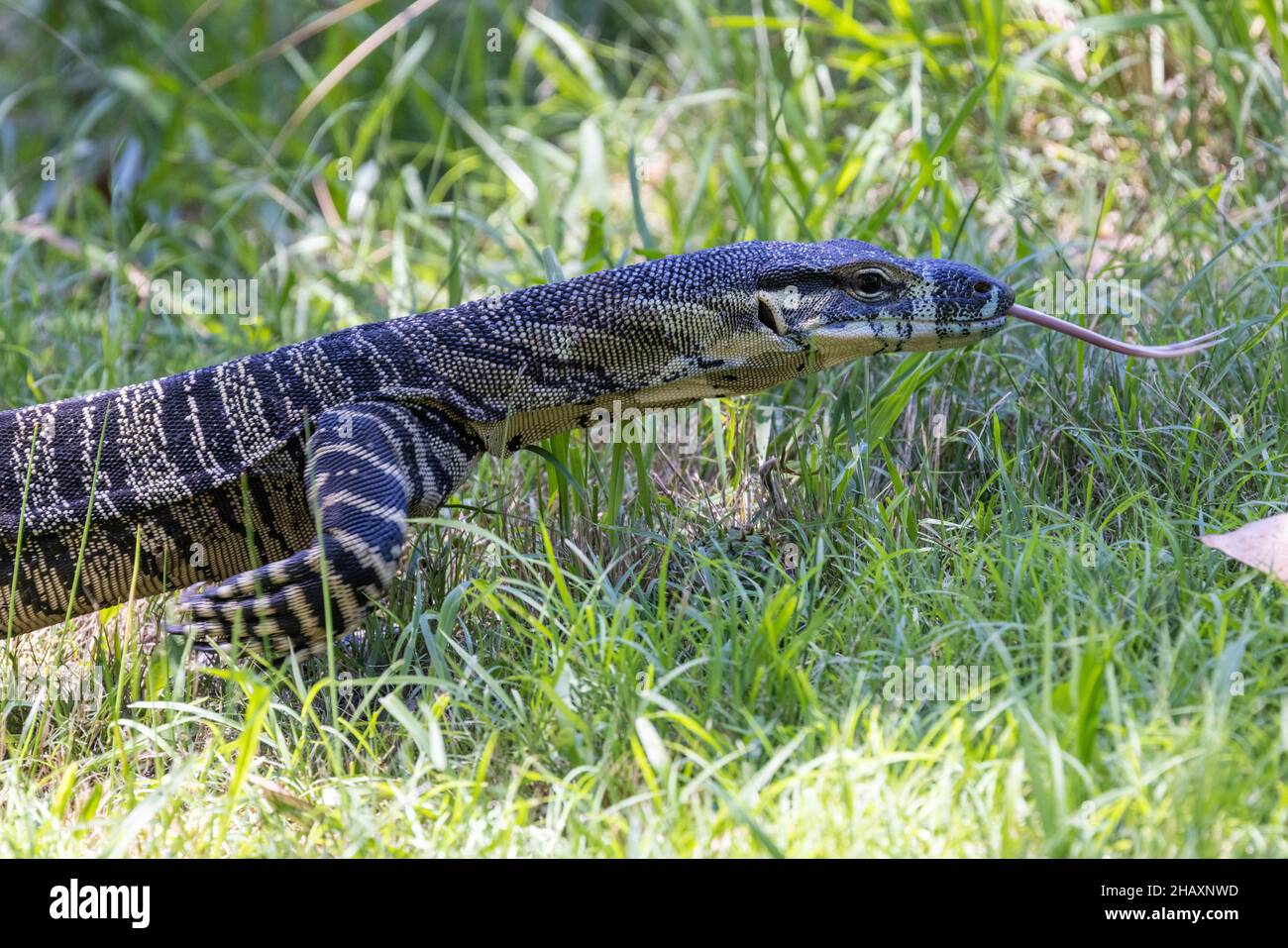 Goanna food Banque de photographies et d’images à haute résolution - Alamy