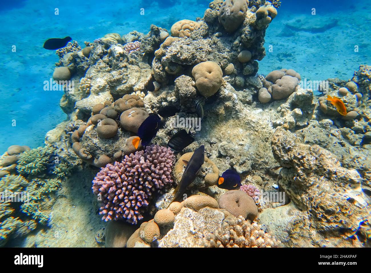 Incroyable monde sous-marin de la mer Rouge beaucoup de poissons ...
