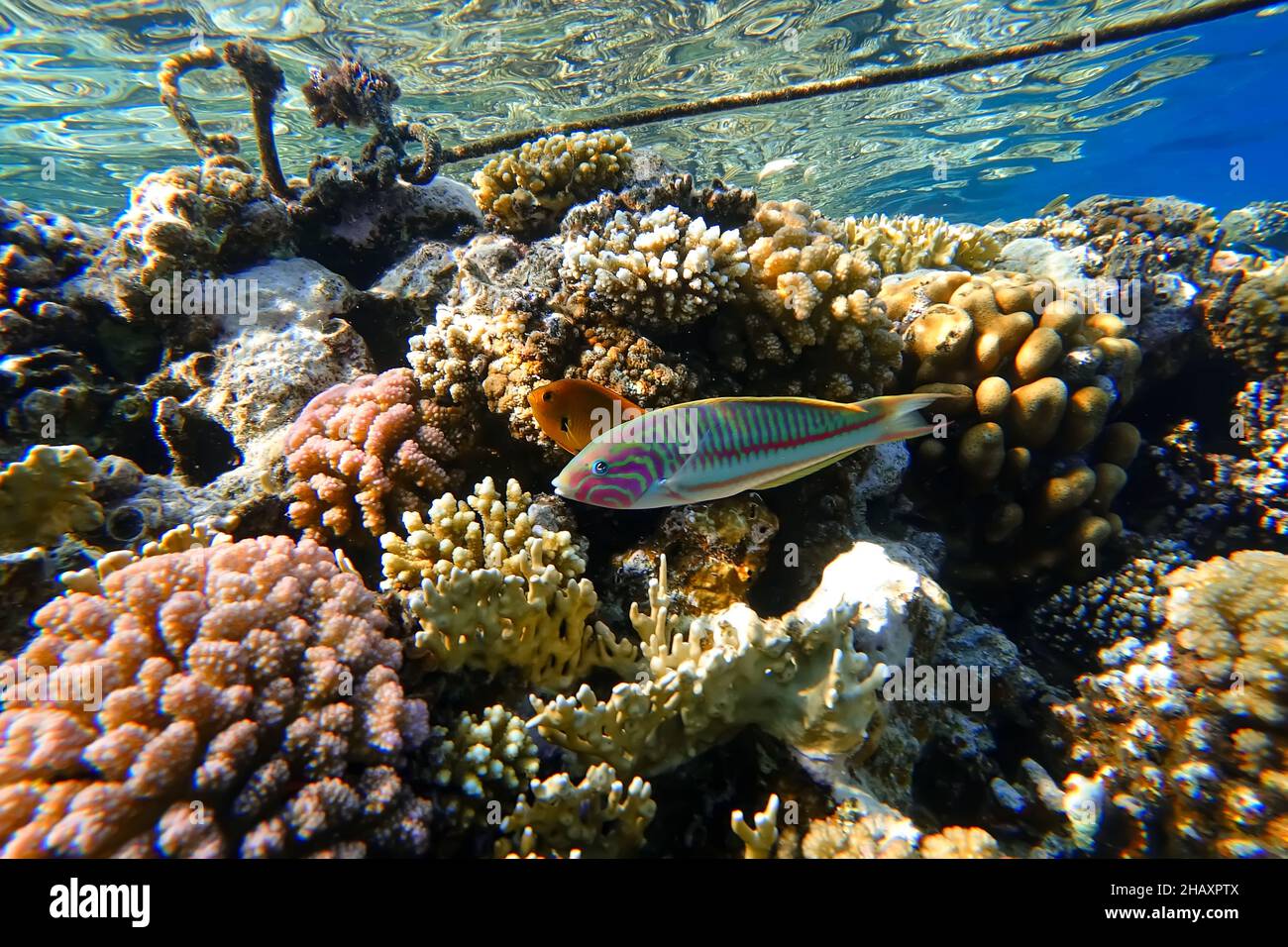 Incroyable monde sous-marin de la mer Rouge de magnifiques poissons ...