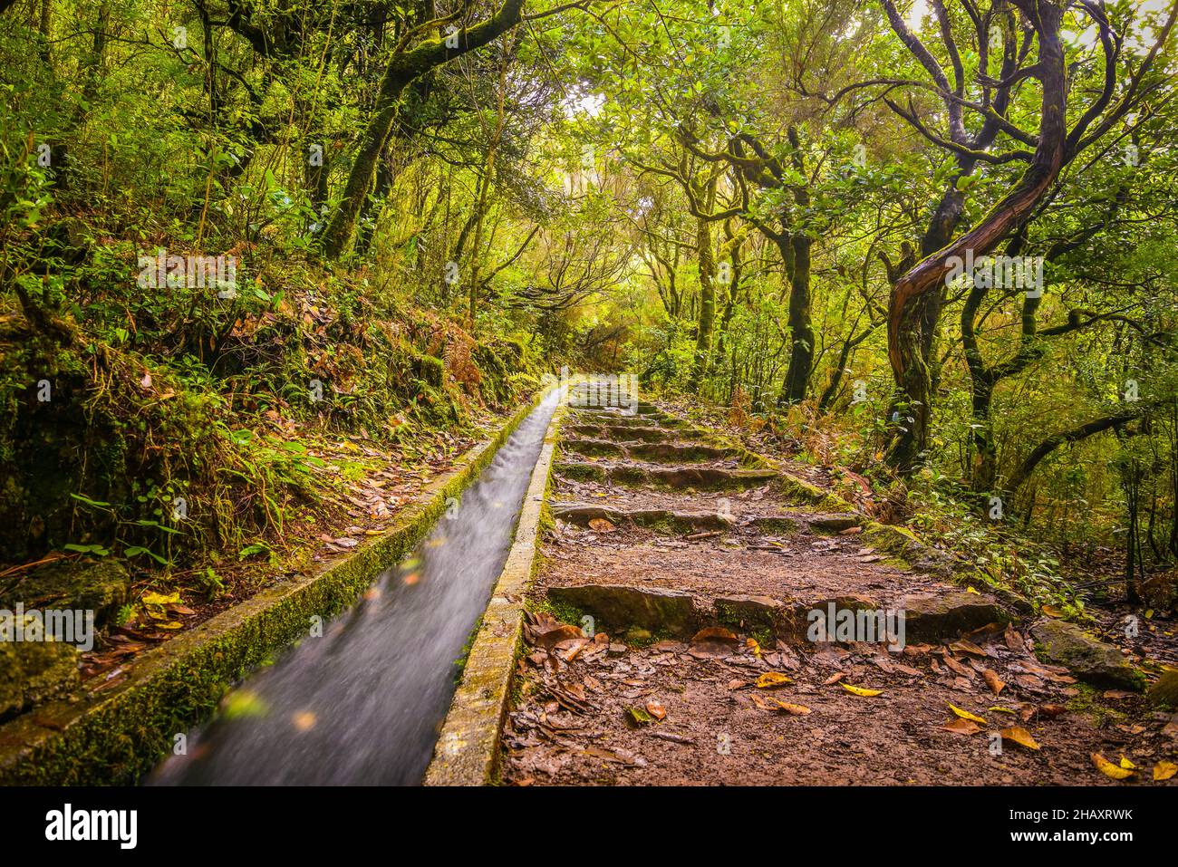 Levada madeira Banque de photographies et d’images à haute résolution ...