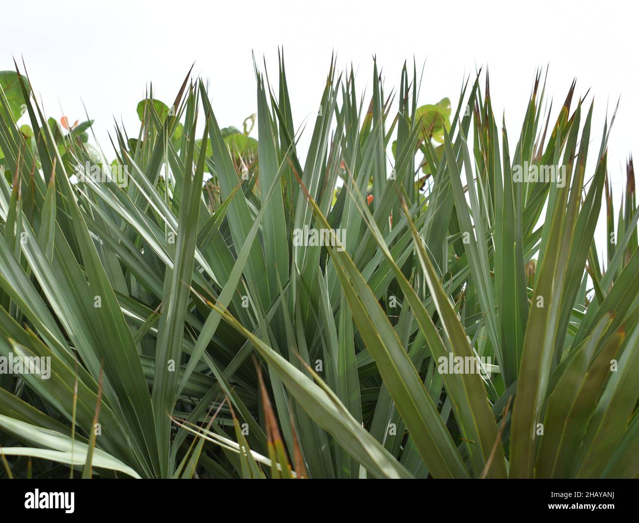 Feuille de palmier pointue Banque de photographies et d’images à haute ...