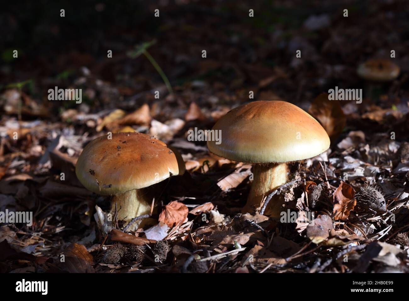 Paire ou deux champignons boletes amers, Tylopilus fellus, alias ...