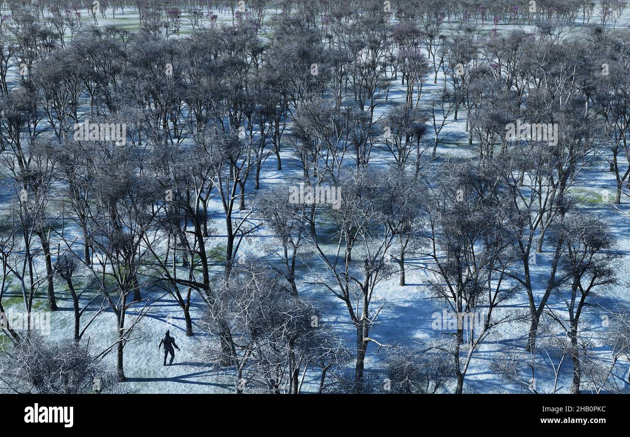Une promenade dans les bois Banque de photographies et d’images à haute ...