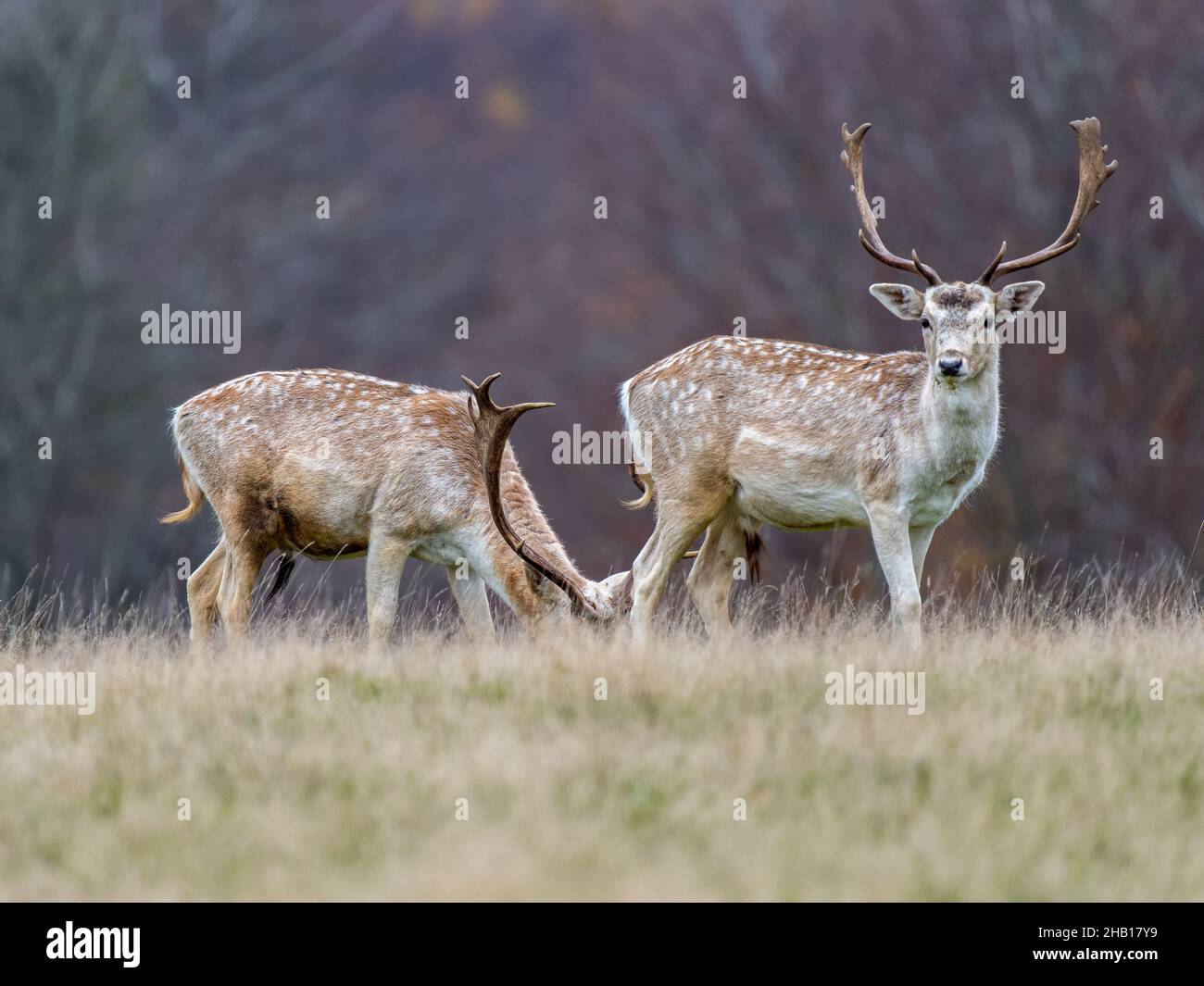 European fallow bucks Banque de photographies et d’images à haute ...