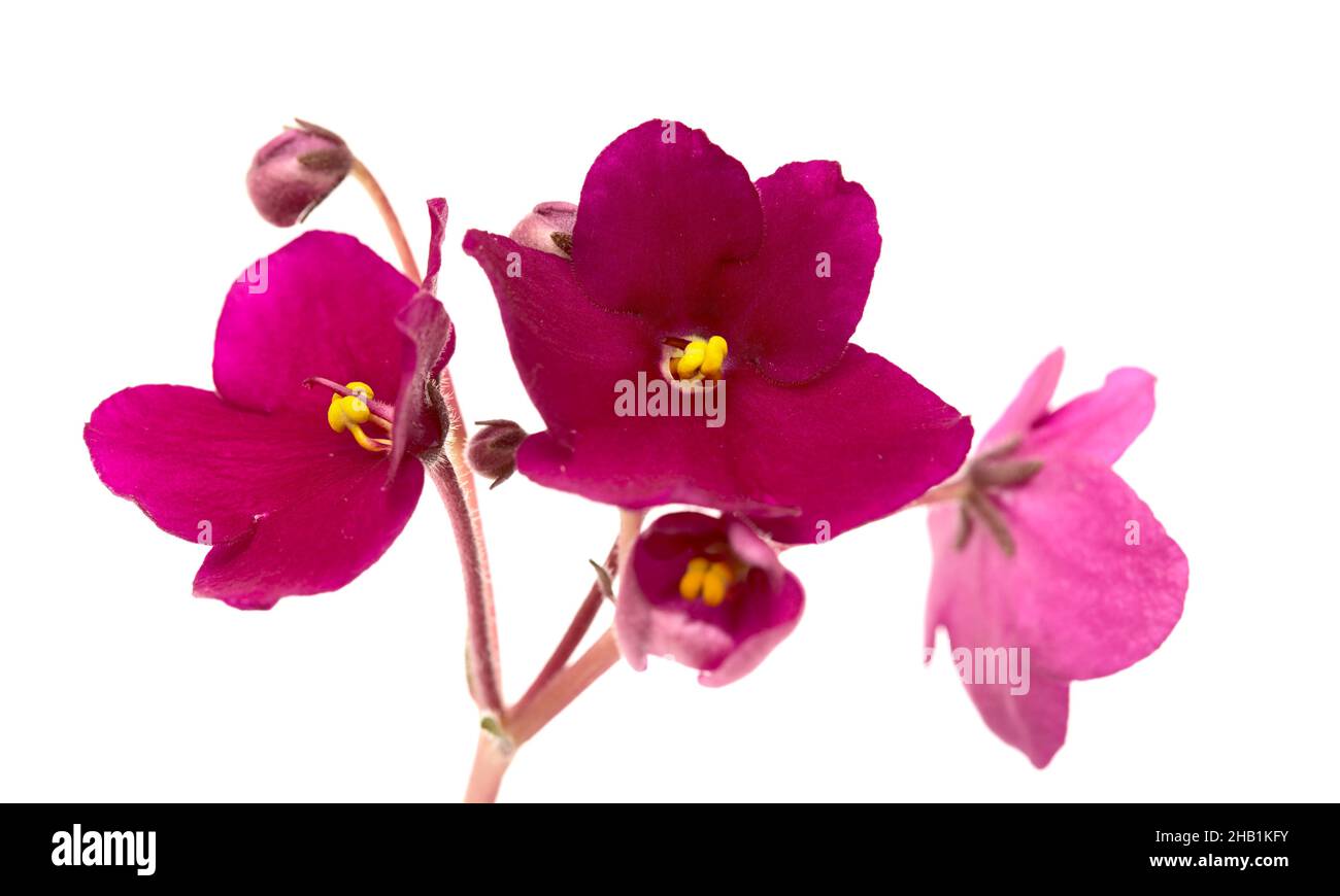 Secte rouge Banque d'images détourées - Alamy