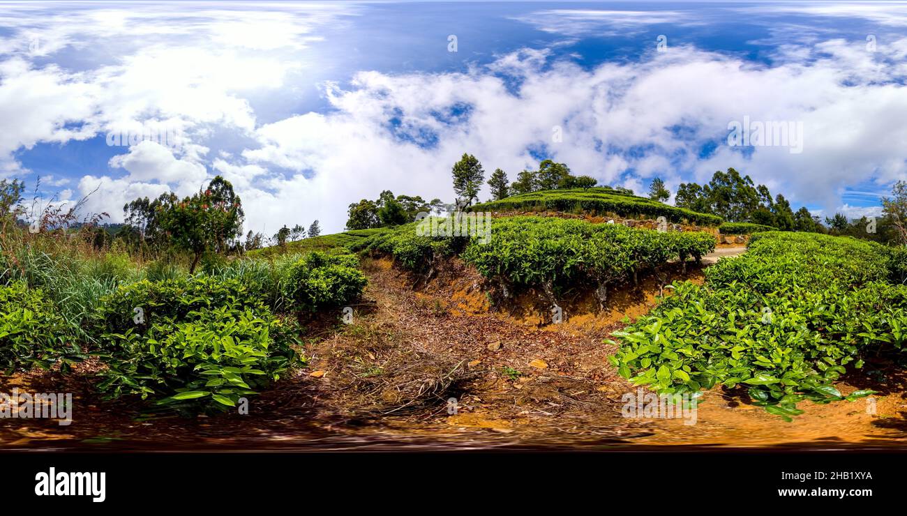 Lipton tea estate Banque de photographies et d’images à haute ...