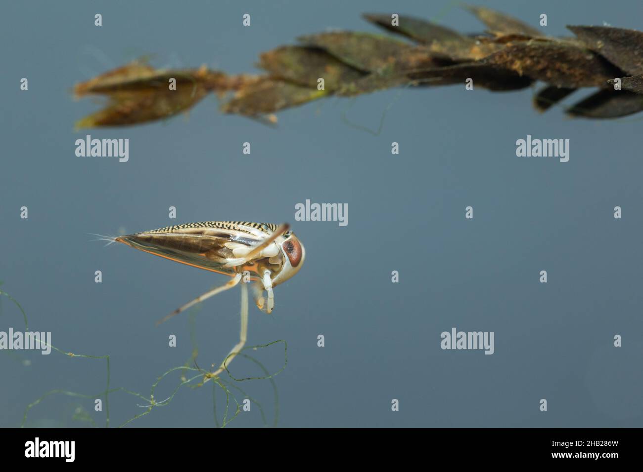 Lesser water boatman Banque de photographies et d’images à haute ...