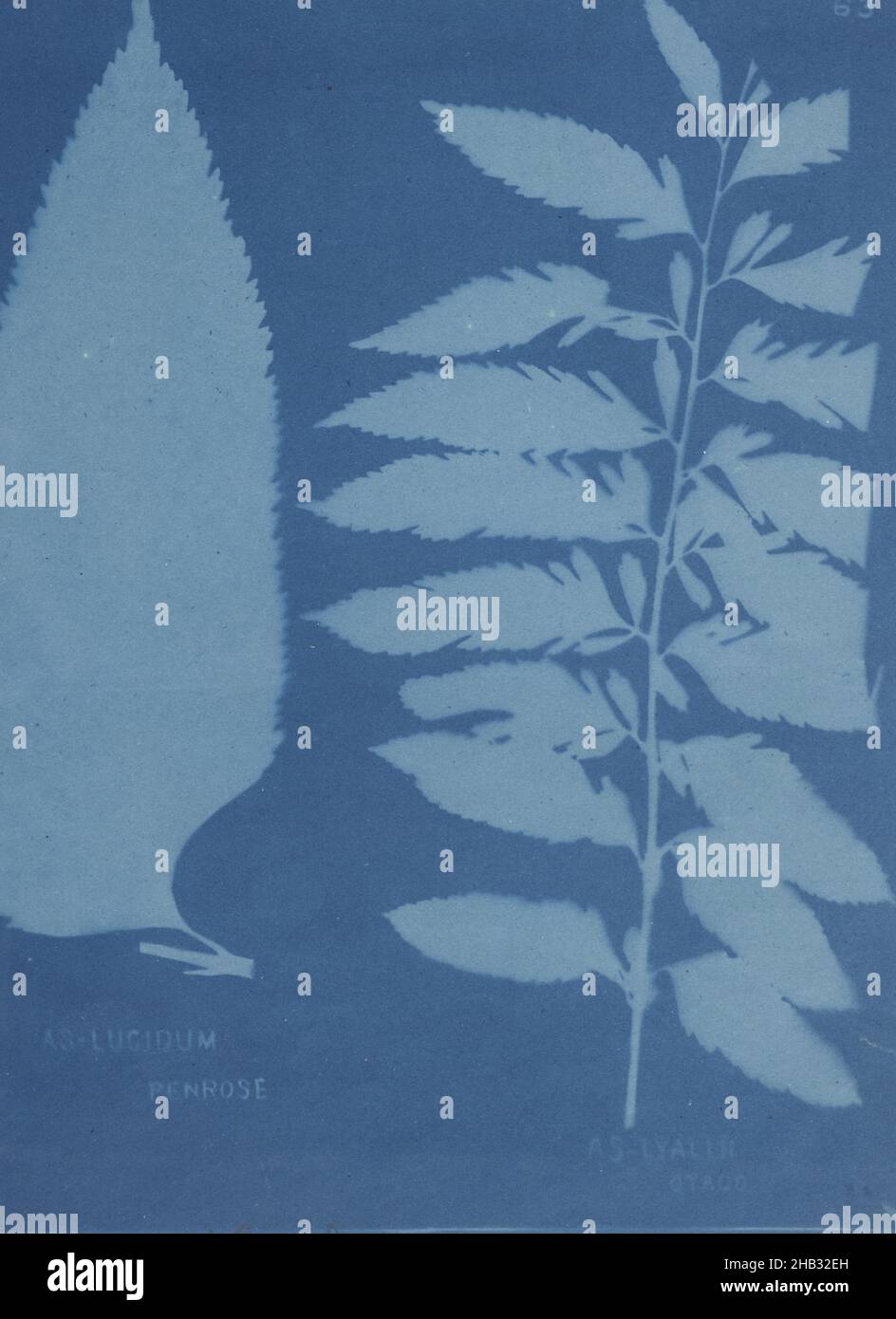 Asplenium lucidum, Penrose et Asplenium lyalli, Otago .De l'album: New ...