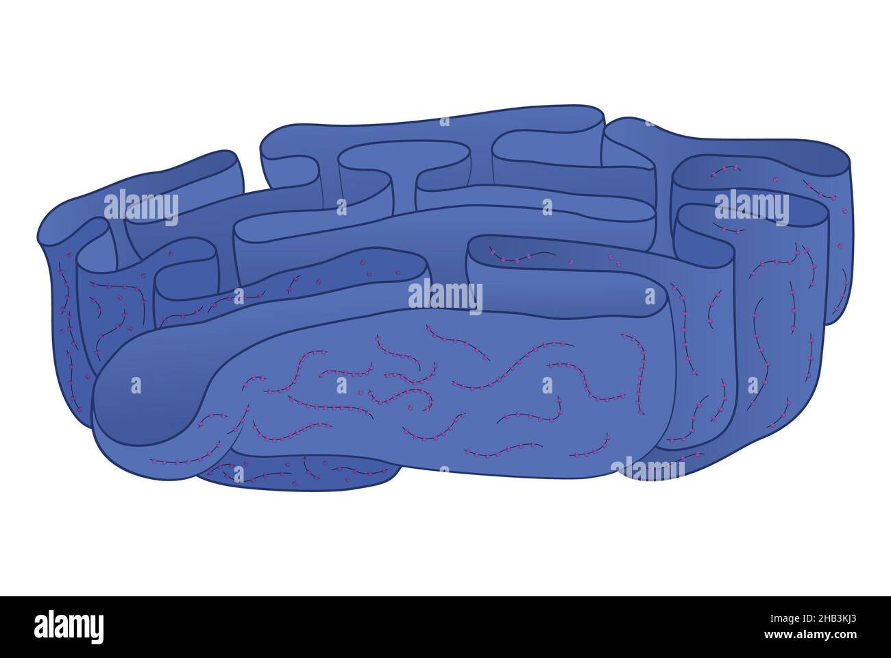 Réticulum Endoplasmique Banque d'image et photos - Alamy