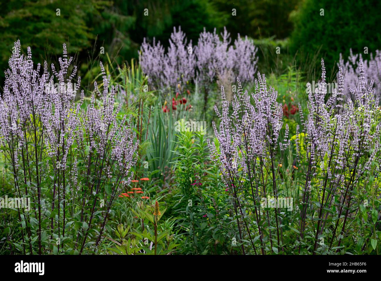 Nepeta nuda,catmint,forme verticale,nepetas,jardin sec,jardin de ...