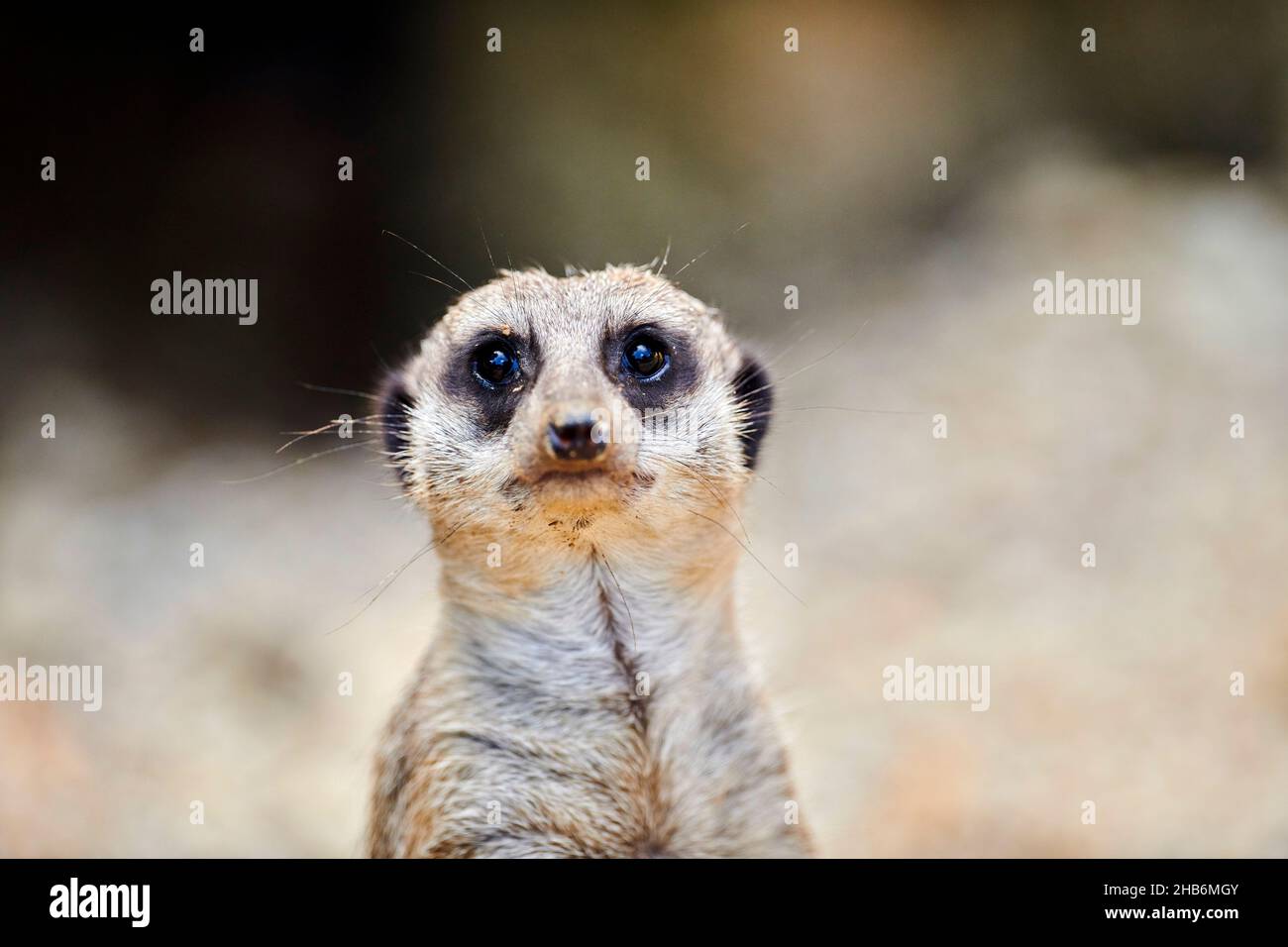 Portraits de suricates Banque de photographies et d’images à haute ...