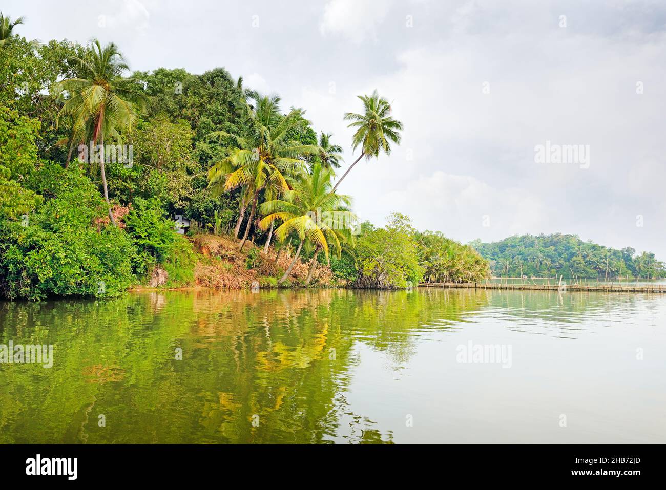 Jungle pond Banque de photographies et d’images à haute résolution - Alamy