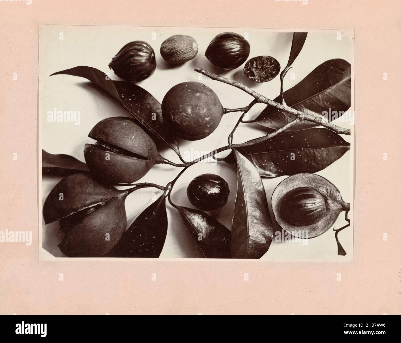 Lebensgrosse nach der natur Banque de photographies et d’images à haute ...