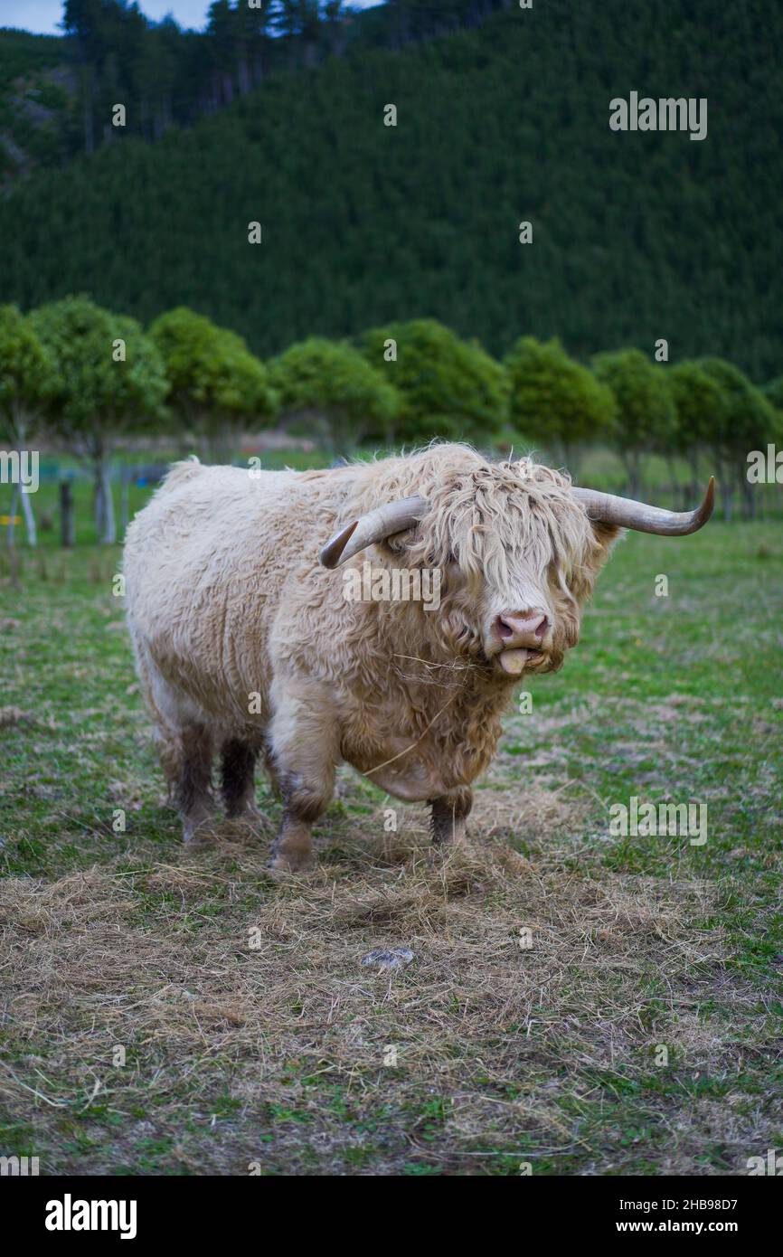 White highland cow Banque de photographies et d’images à haute ...