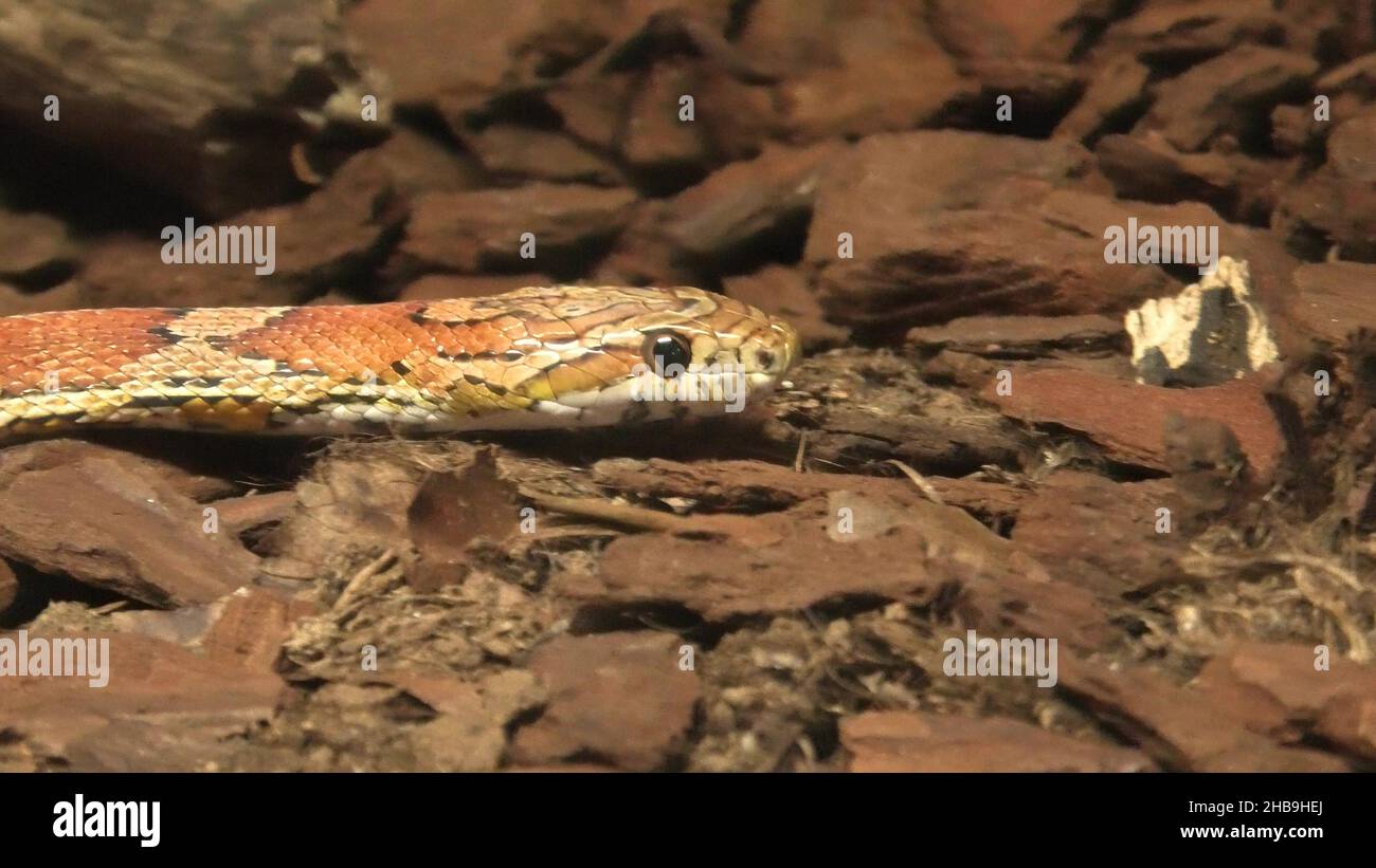 Serpent de maïs rouge rampant dans un terrarium de la nature ...
