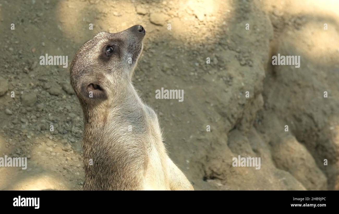 Gros plan d'un Meerkat ou surricate dans la vigilance.Suricata suricata ...