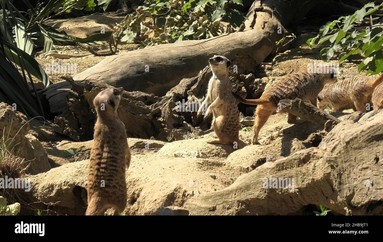 Groupe de meerkats ou de suricate en mode alerte, en faisant la ...