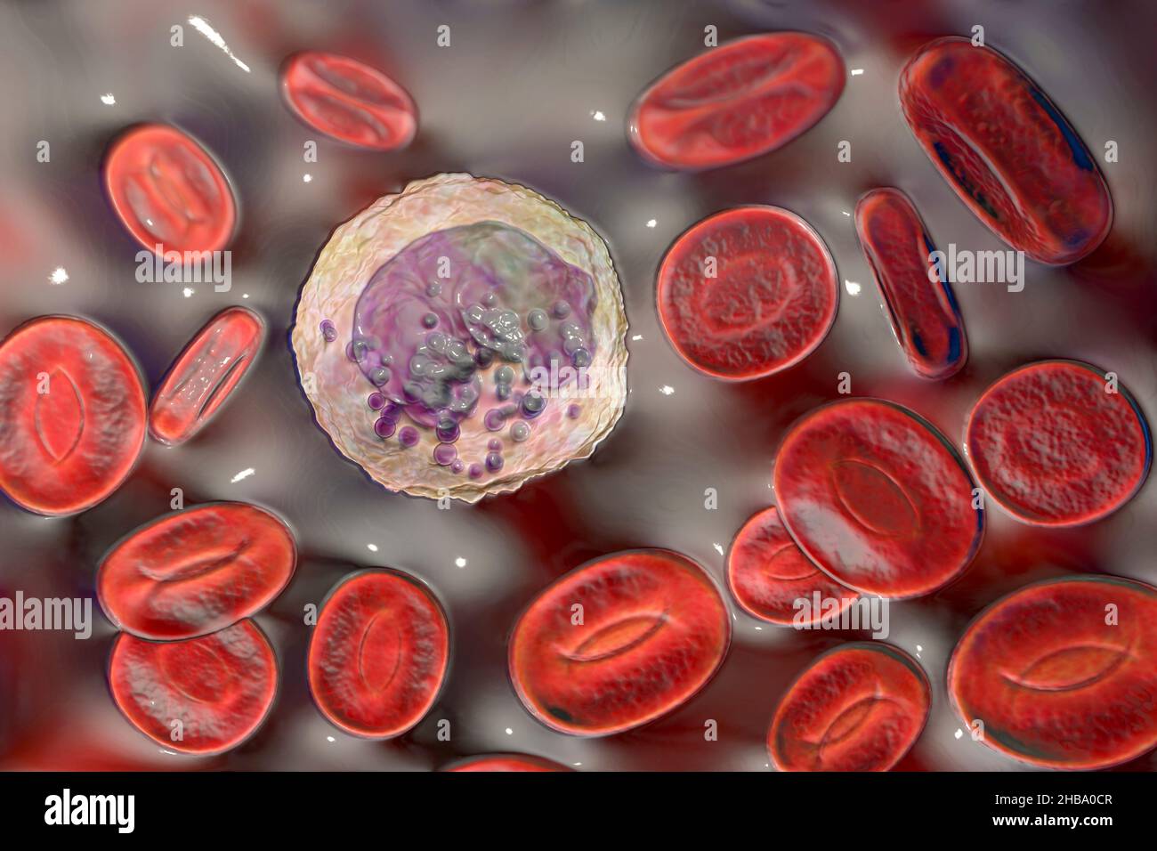 Basophile globules blancs et globules rouges, illustration.Les ...