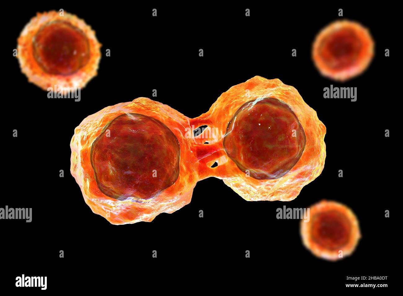 Cellules de neuroblastome Banque de photographies et d’images à haute ...