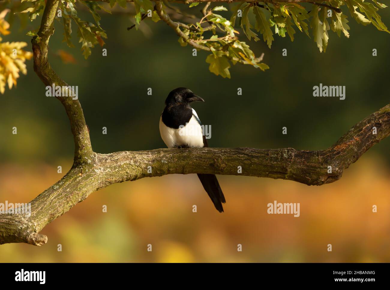 Pie dans un arbre Banque de photographies et d’images à haute ...