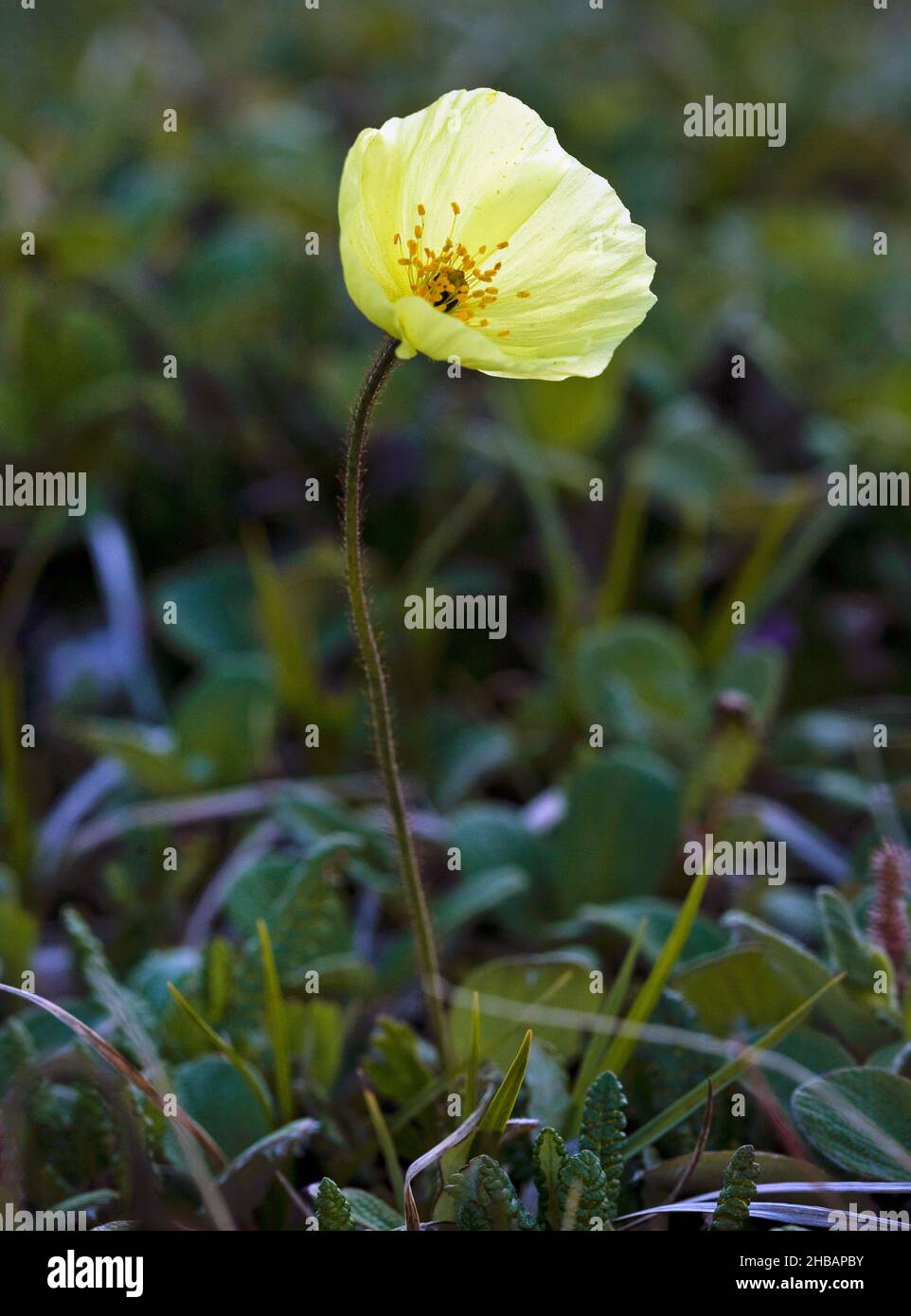 Arctic poppy Banque de photographies et d’images à haute résolution - Alamy