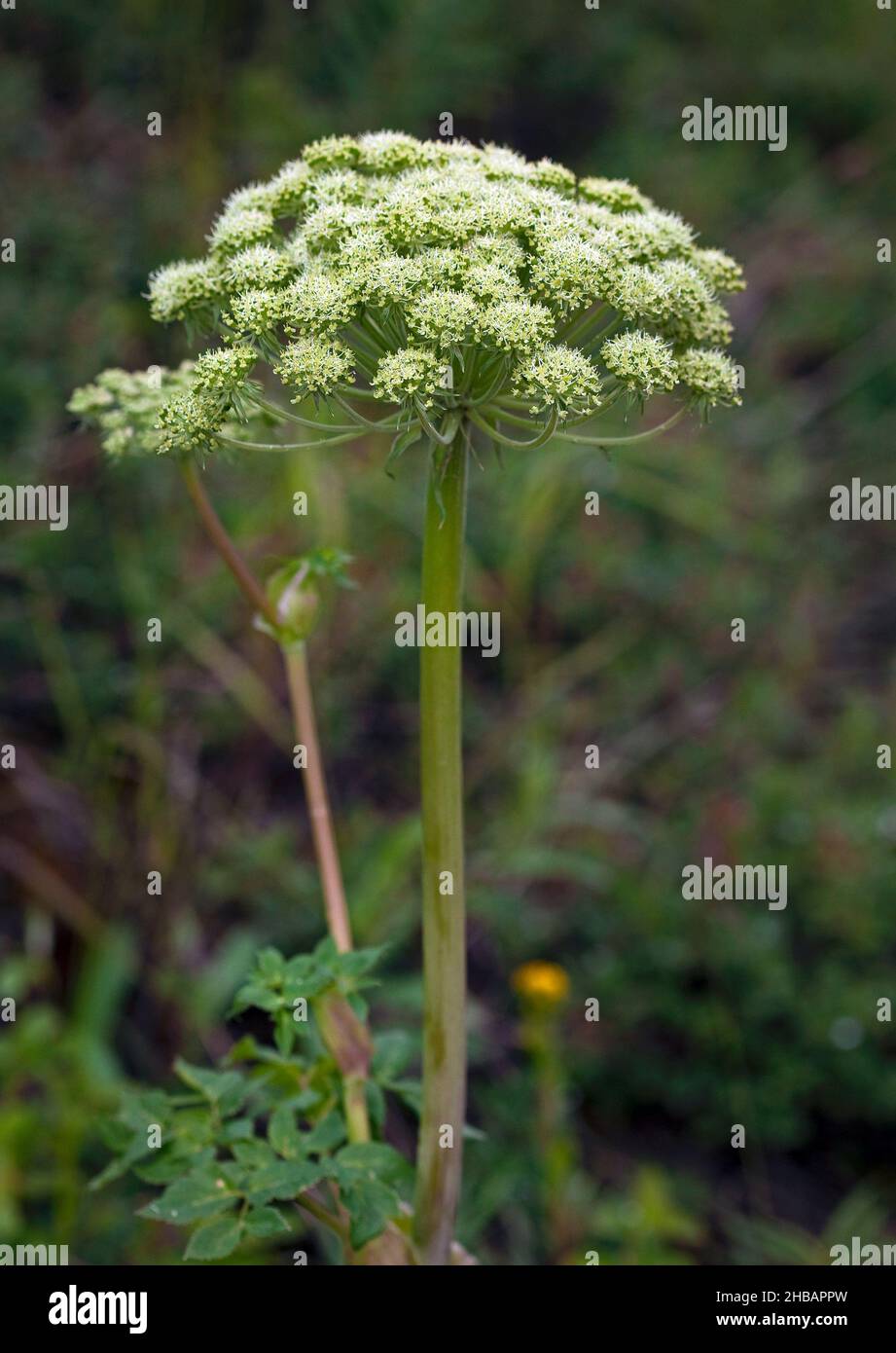 Céleri sauvage Angelica lucida Denali National Park & Preserve Alaska ...