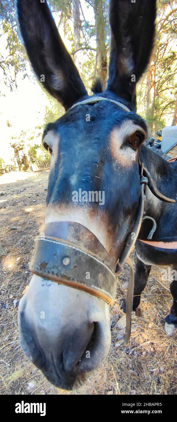 L'âne, l'âne, l'âne, l'âne ou le colt est un animal domestique de la ...