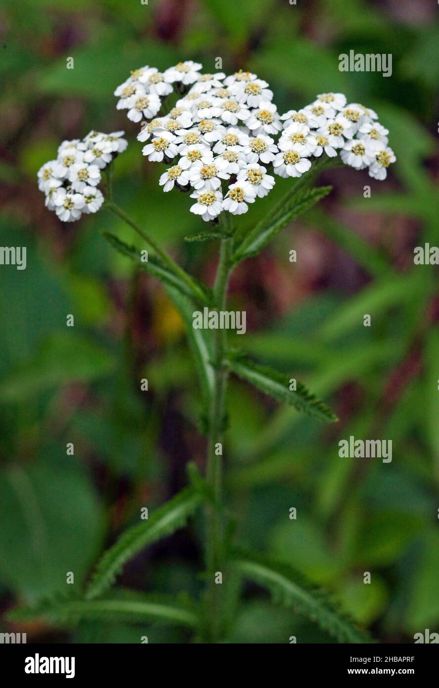 Siberian Yarrow Achillea sibiricus Denali National Park & Preserve ...