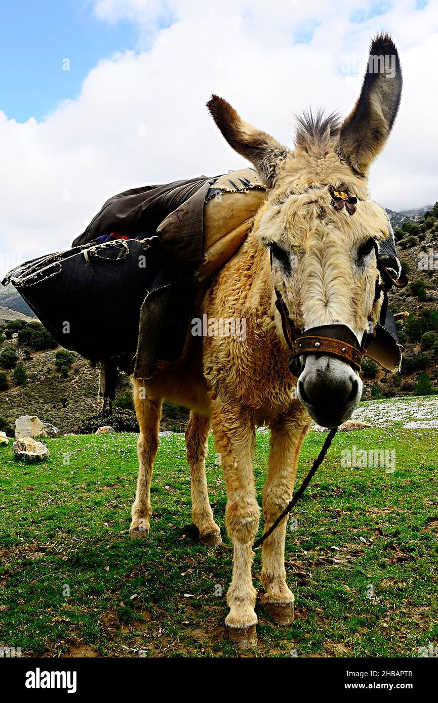 L'âne, l'âne, l'âne, l'âne ou le colt est un animal domestique de la ...