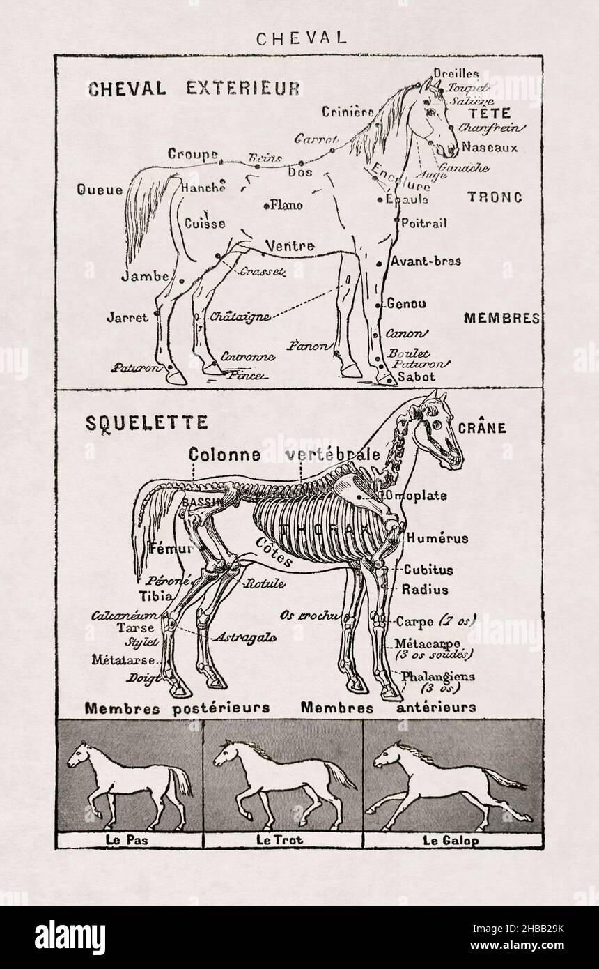 Anatomie squelette cheval Banque de photographies et d’images à haute ...