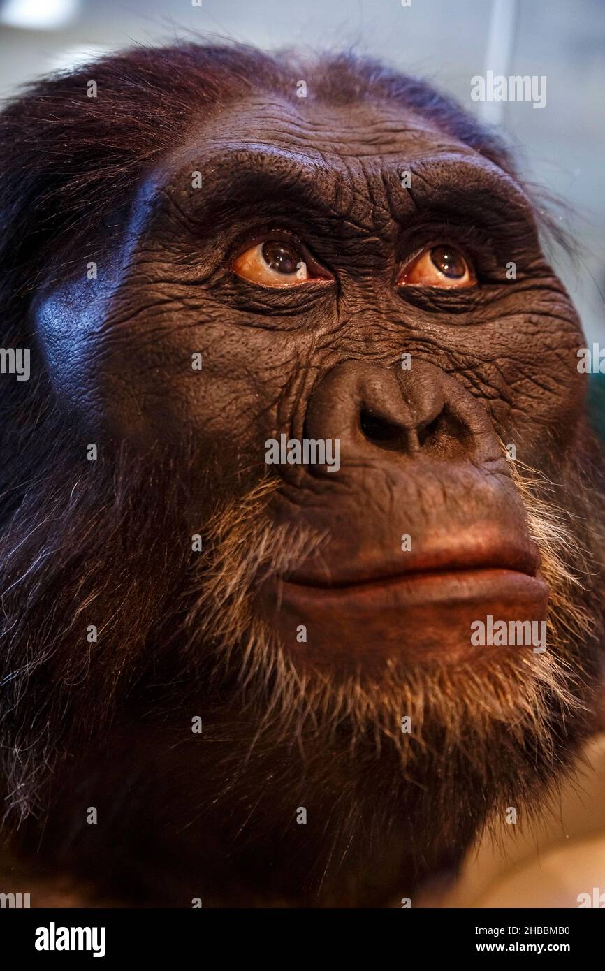 Evolution of homo sapiens archaeology museum Banque de photographies et ...