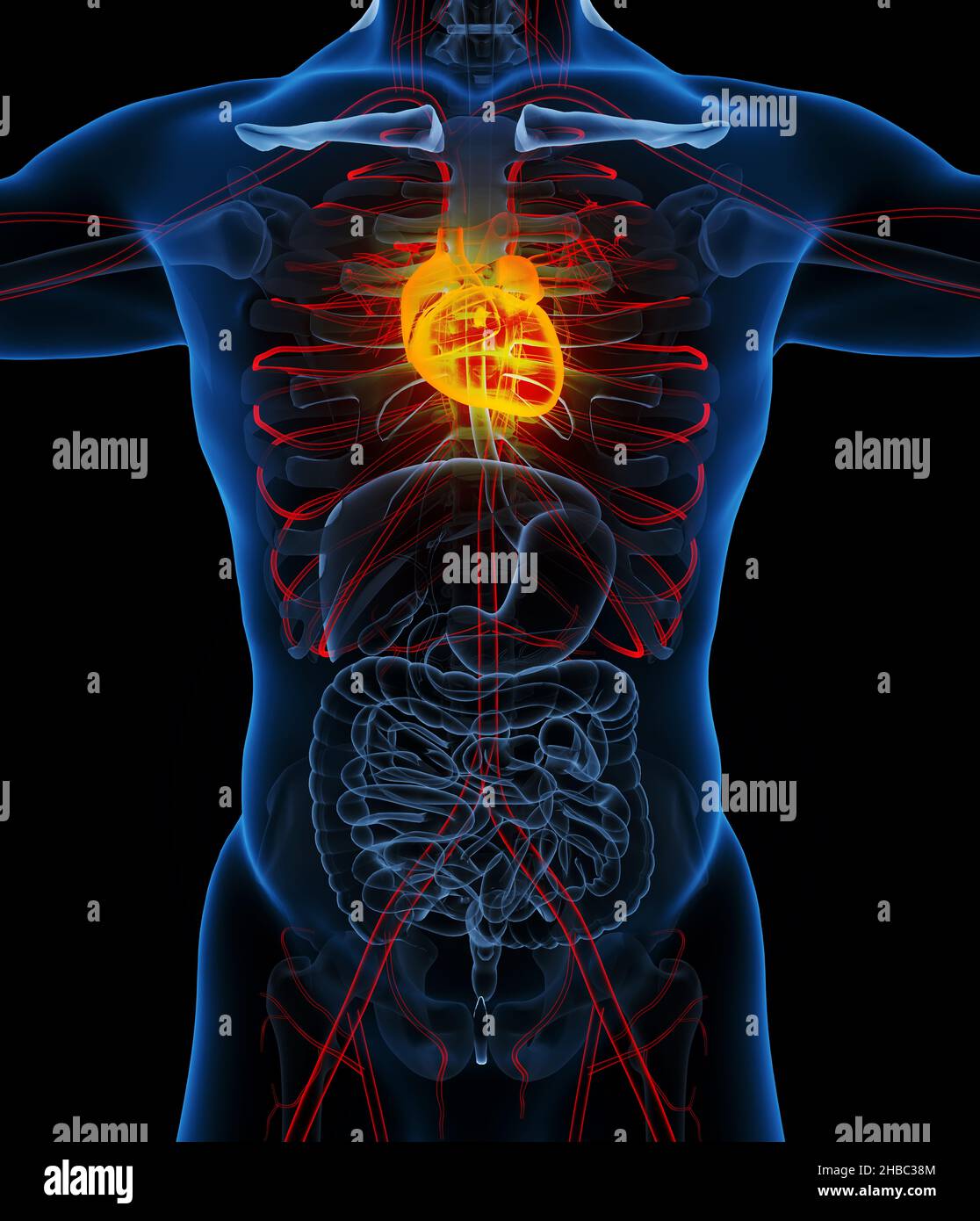Cœur et veines circulatoires de l'anatomie du système de squelette ...