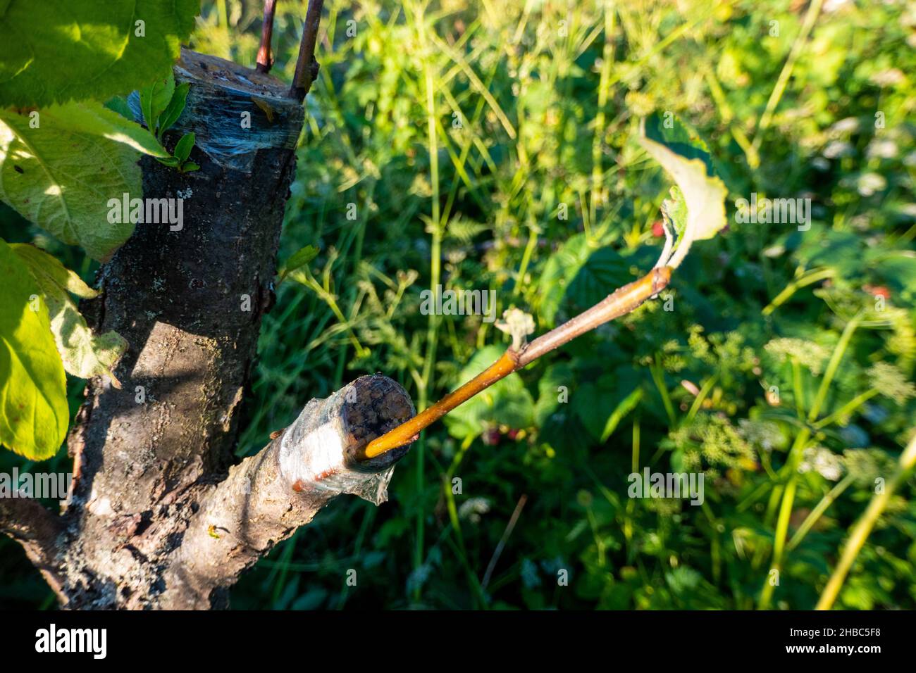 Arbre fruitier greffé Banque de photographies et d’images à haute ...