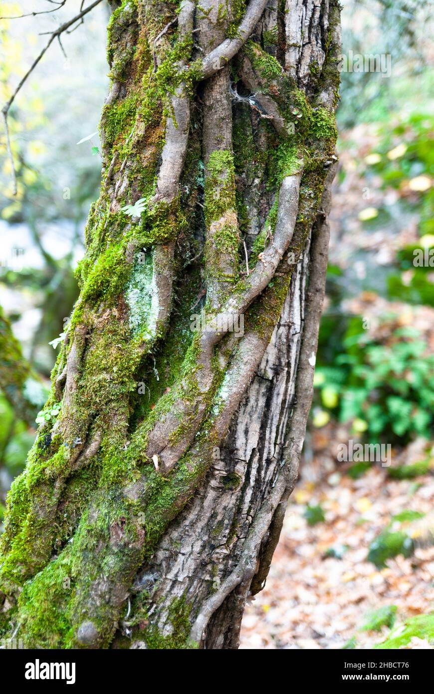 Tronc à racines aériennes Banque de photographies et d’images à haute ...