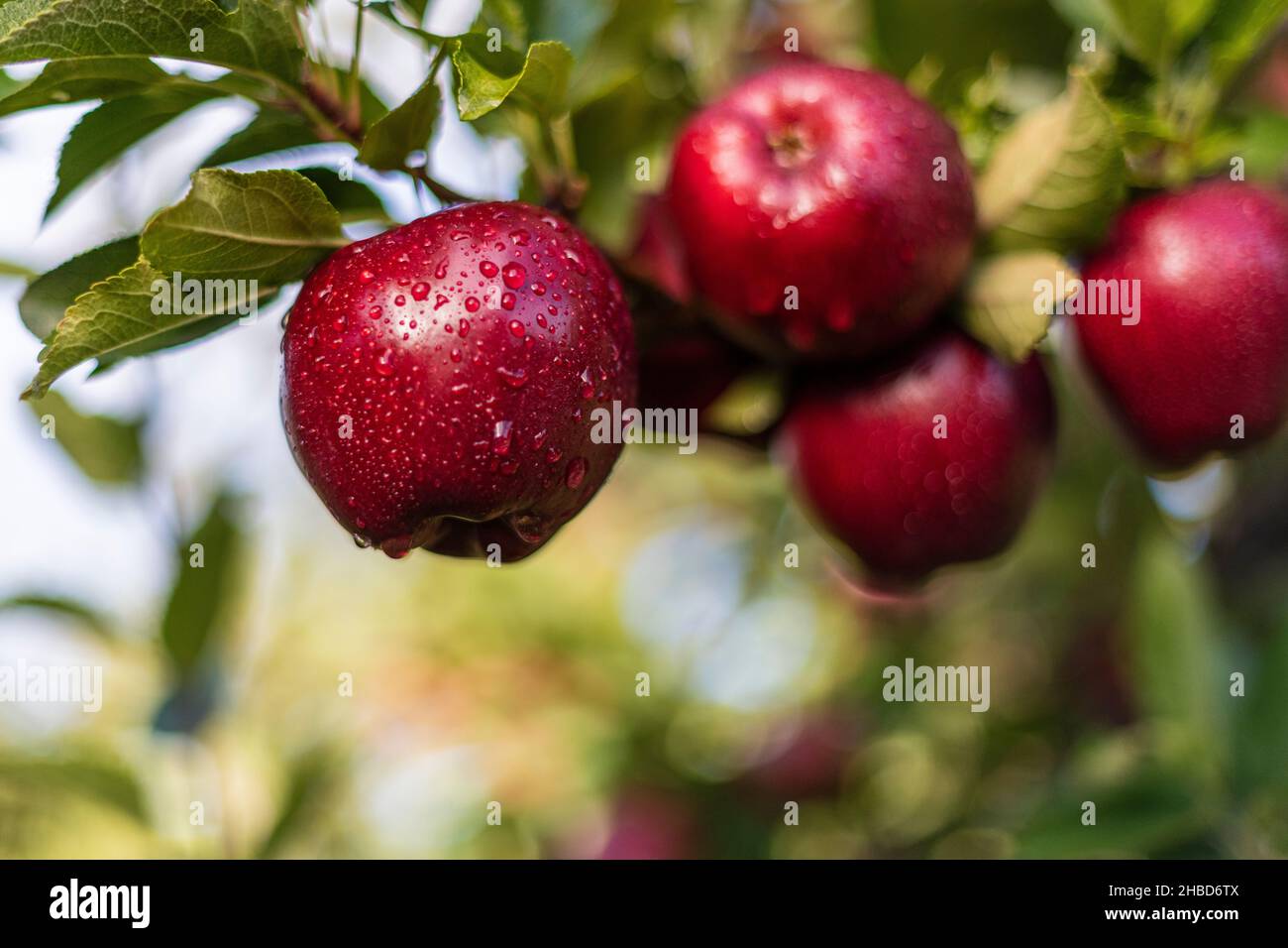 Gros plan de grosses pommes rouges dans le verger sur la branche de ...